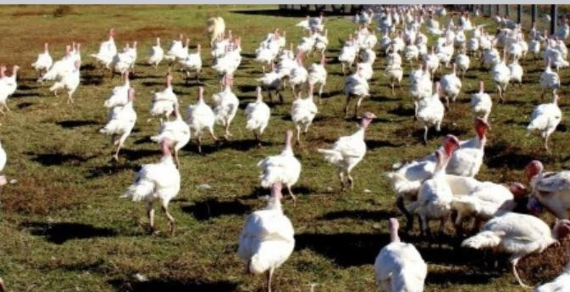 Farm Fresh Turkey – Local Meats